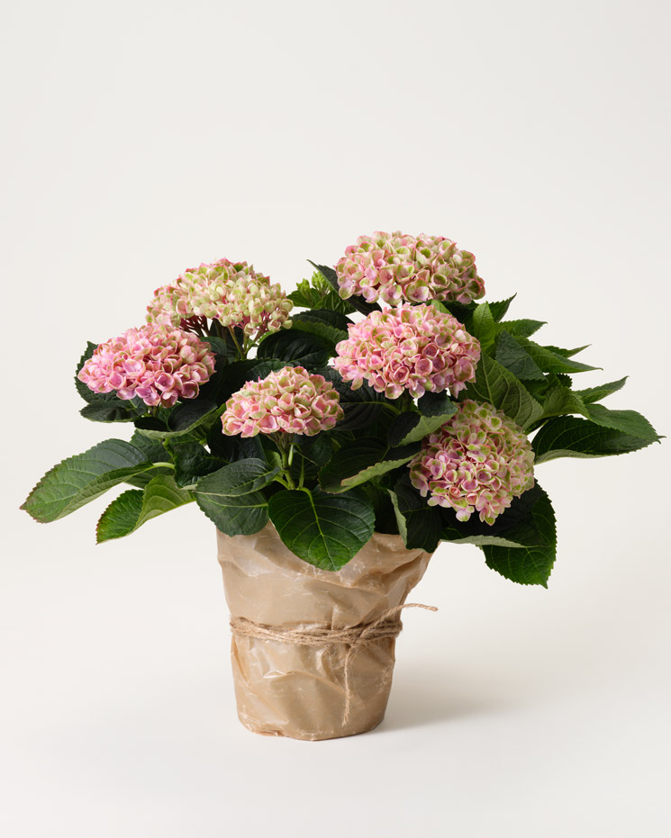 Skicka Blommogram via Interflora Löfgrens Blommor Umeå